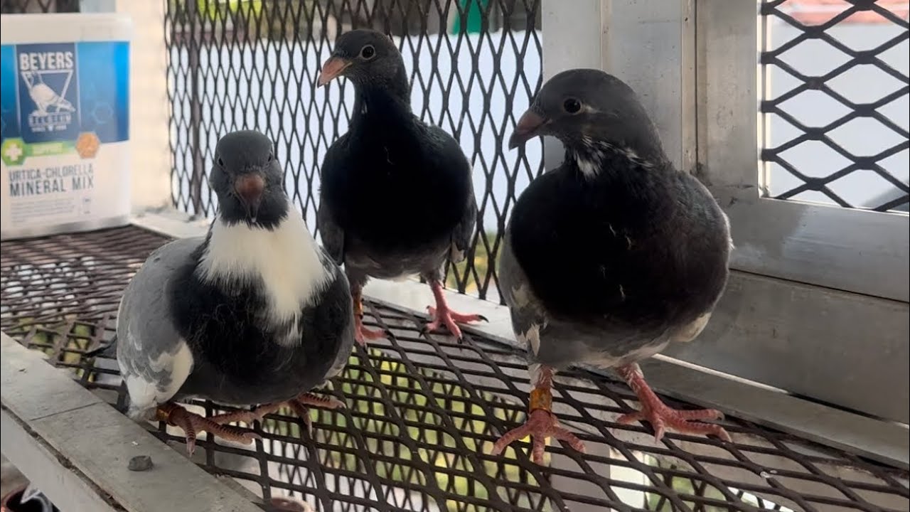 Nuevos Pichones listos para subir para el Techo - YouTube