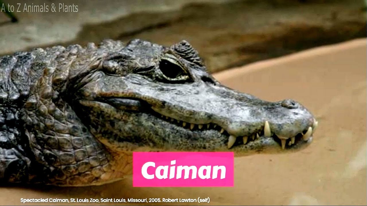 Caiman - Caimaninae - YouTube