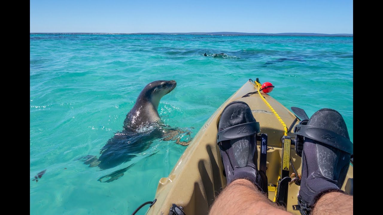 Kayaking with Sea Lions in Green Head - YouTube