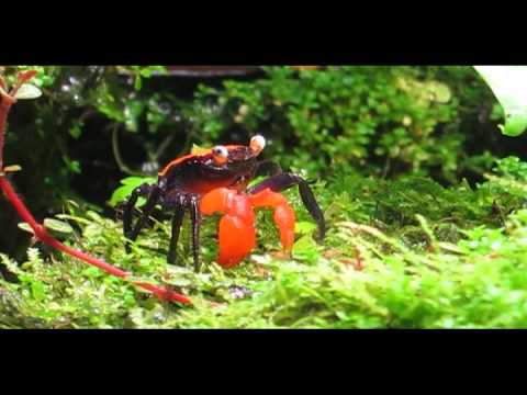 Geosesarma Sp Red Devil - YouTube