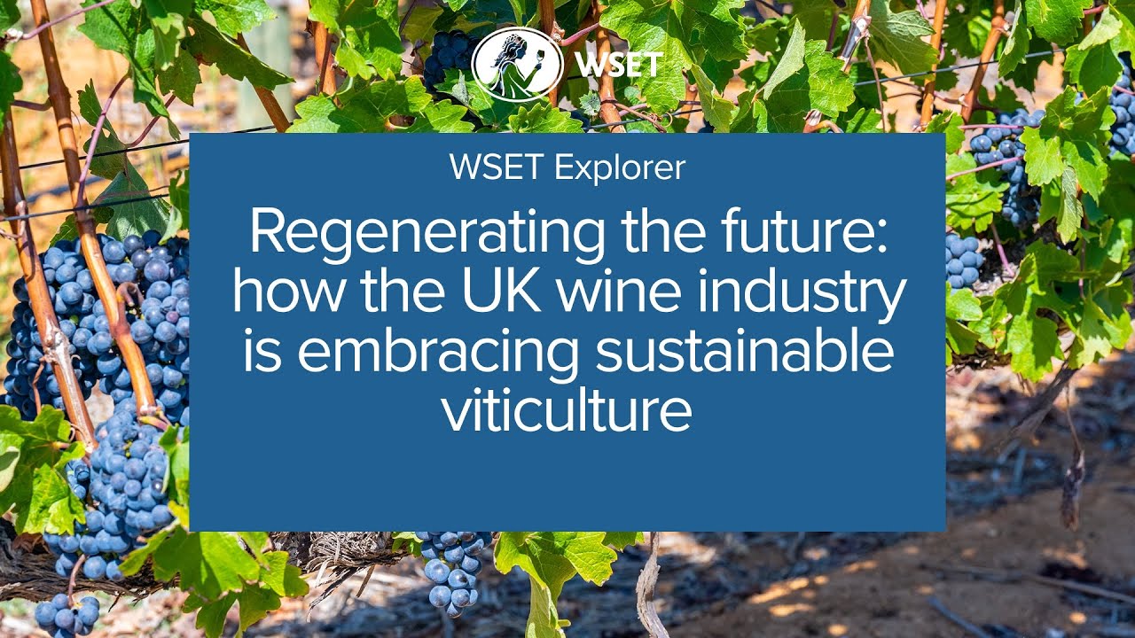 Regenerating the future: how the UK wine industry is embracing ...