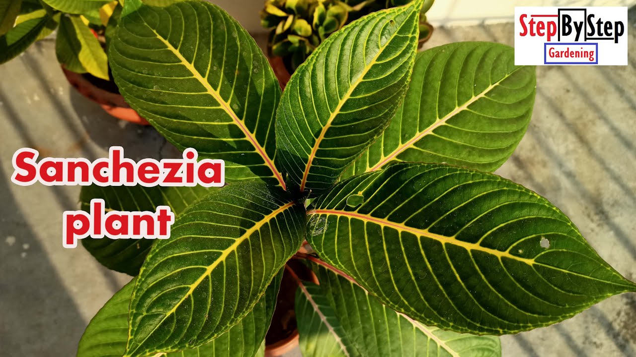 How to grow Sanchezia plant from stem cutting//Sanchezia plant ...