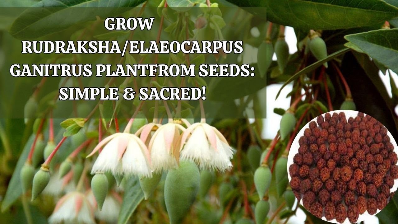 How To Grow Rudraksha Plant From Seed at Roberto Stephen blog