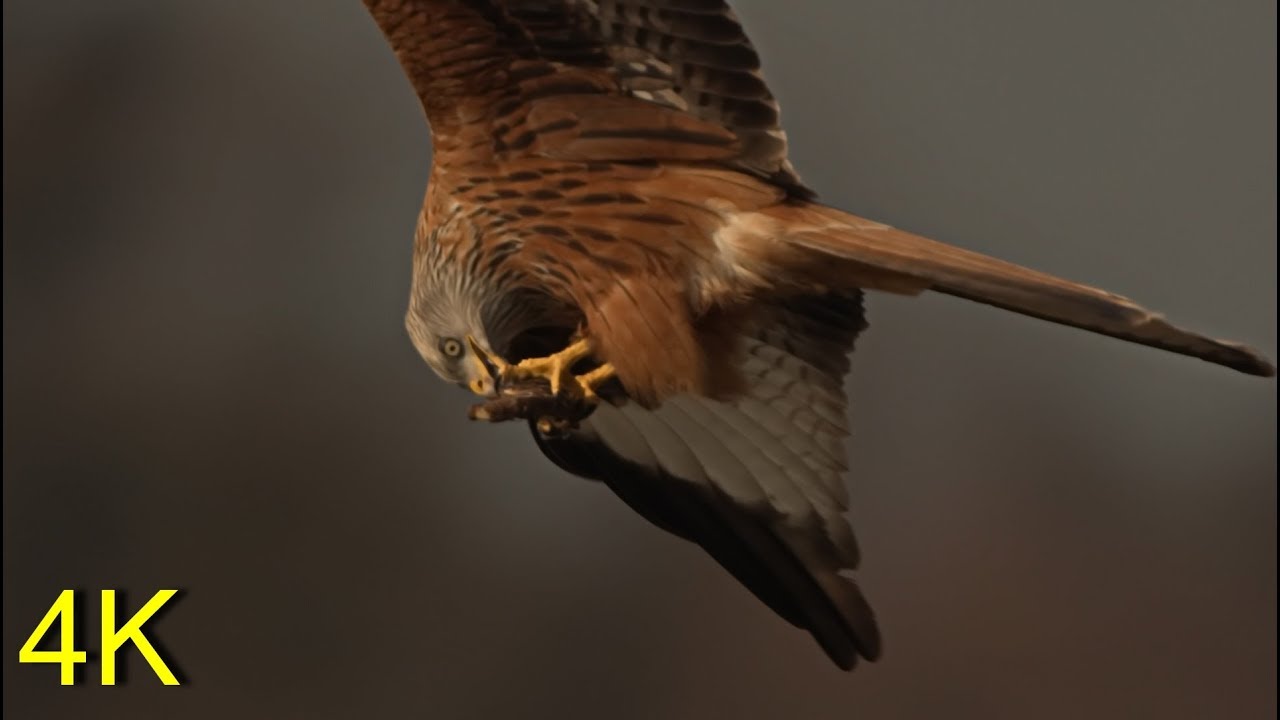 Red Kites Flying elegant - close ups in the sky - YouTube