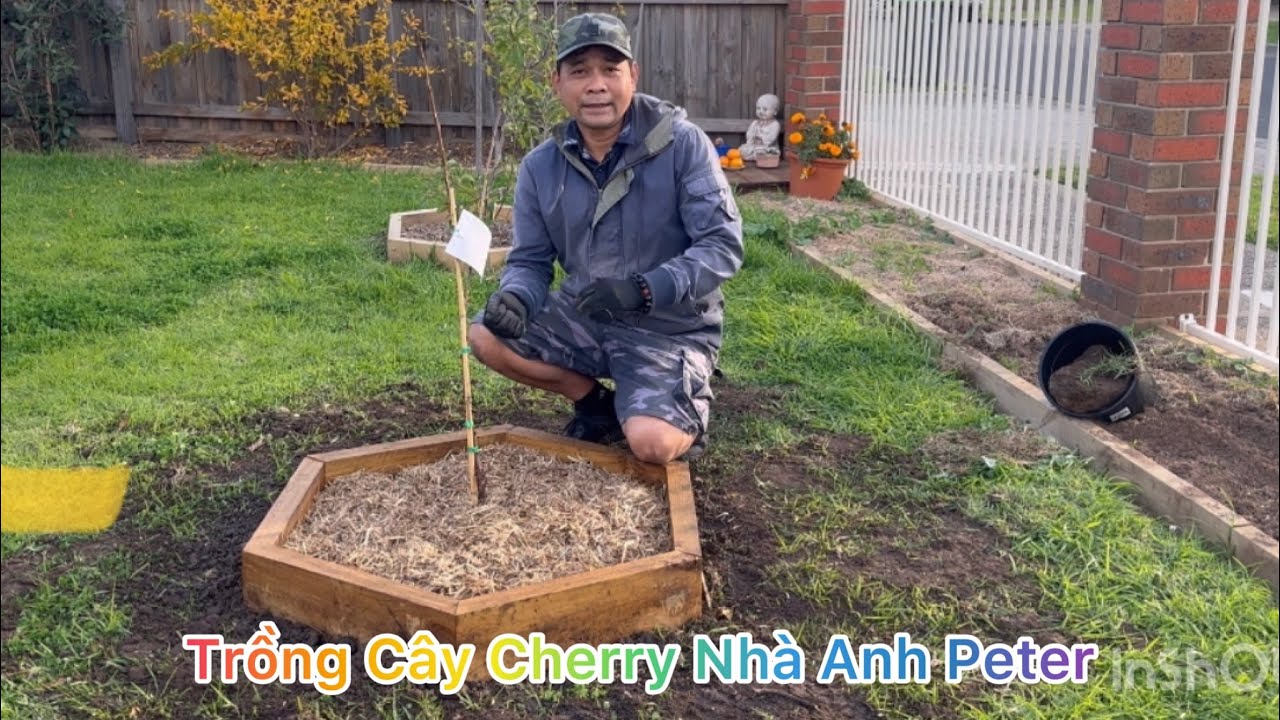 CUỘC SỐNG ÚC l CÁCH TRỒNG VÀ CHĂM SÓC CÂY CHERRY l HOW TO GROW CHERRY ...
