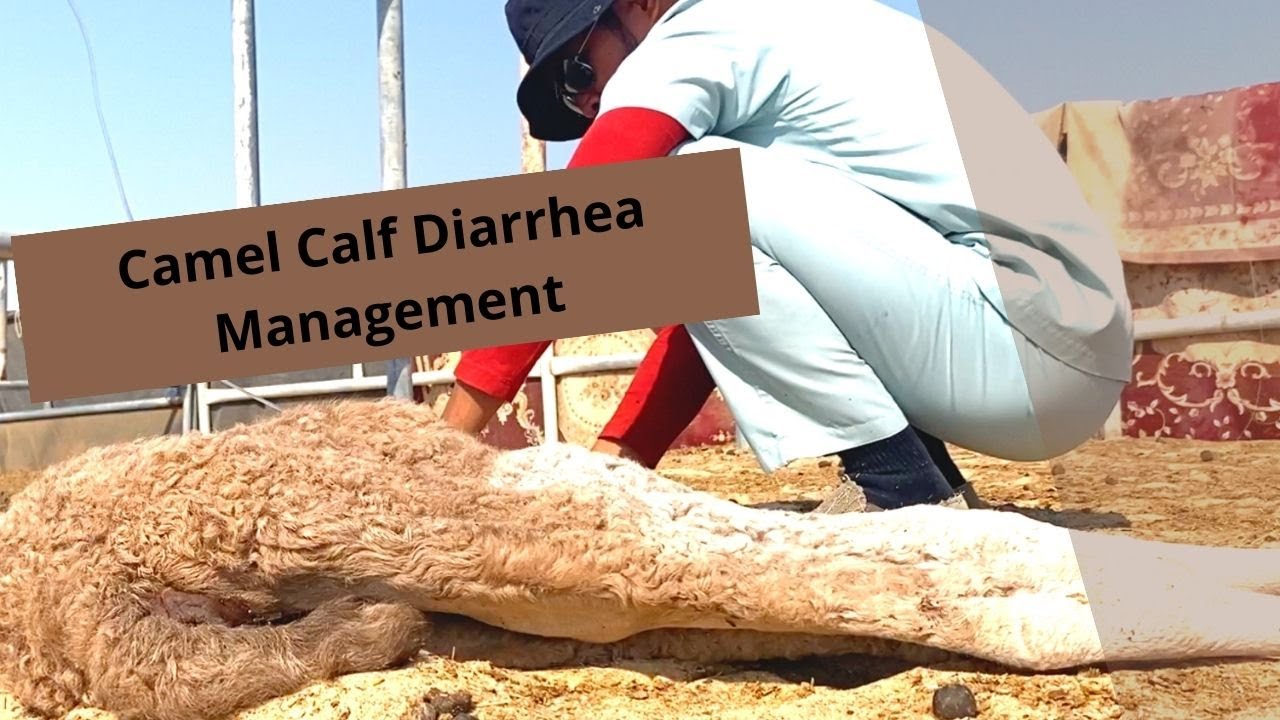 Camel Calf Diarrhea Management - YouTube