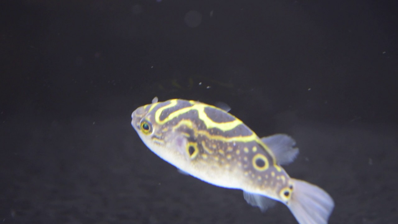 Figure 8 Puffer - YouTube