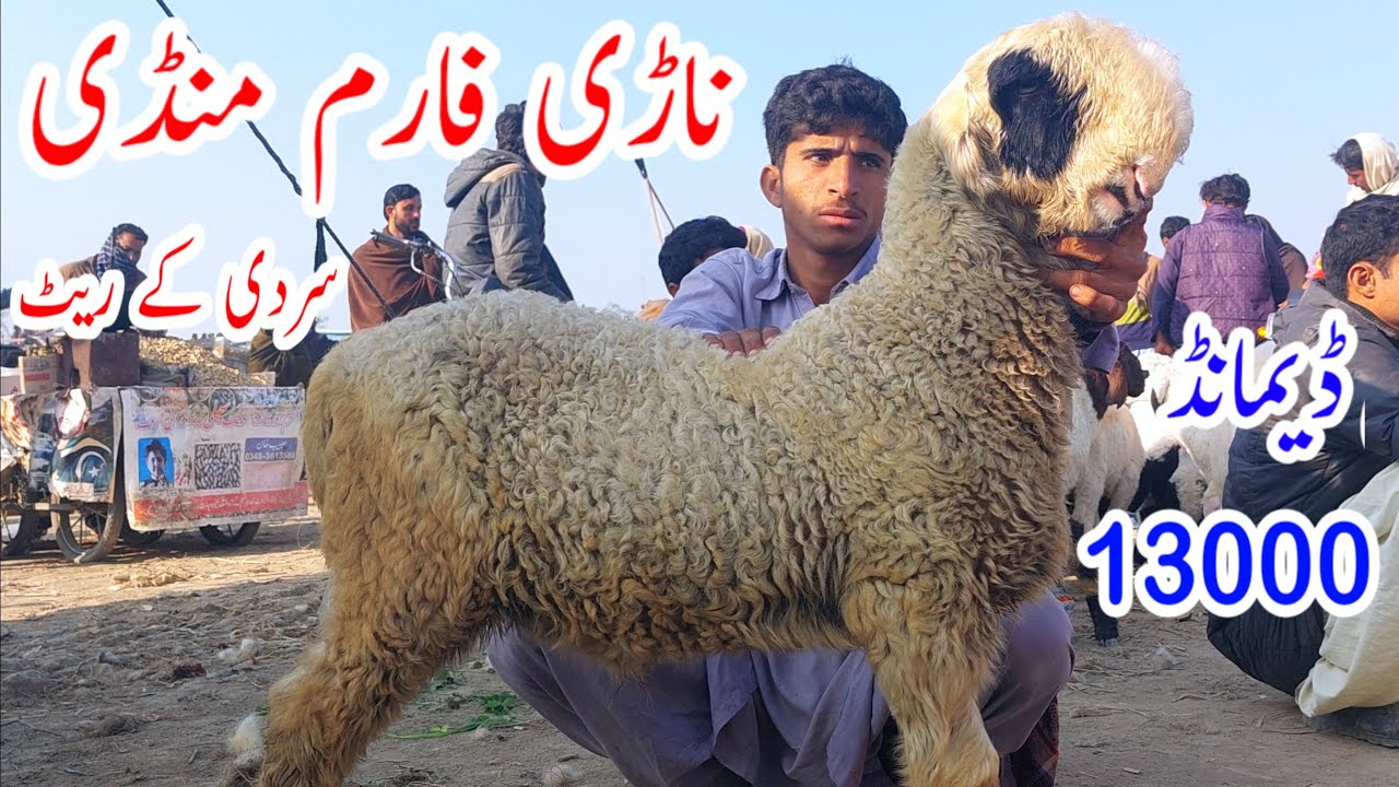 nari farm mundra mandi update mundra market information season 2025/ ...