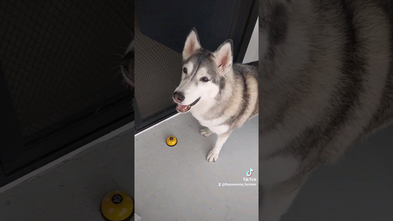 50% effort 50% sassiness! 😎 our daily tricks routine to support her ...