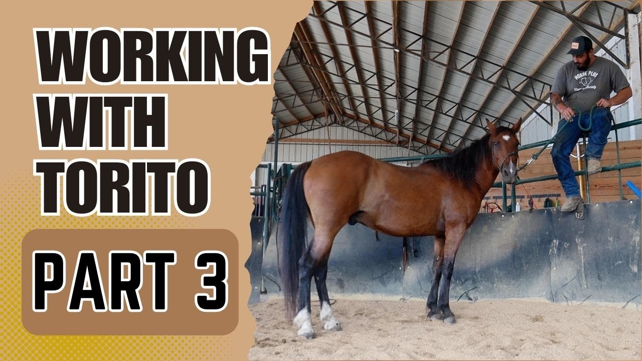 Working with Torito PART 3 | Training Tuesday - YouTube