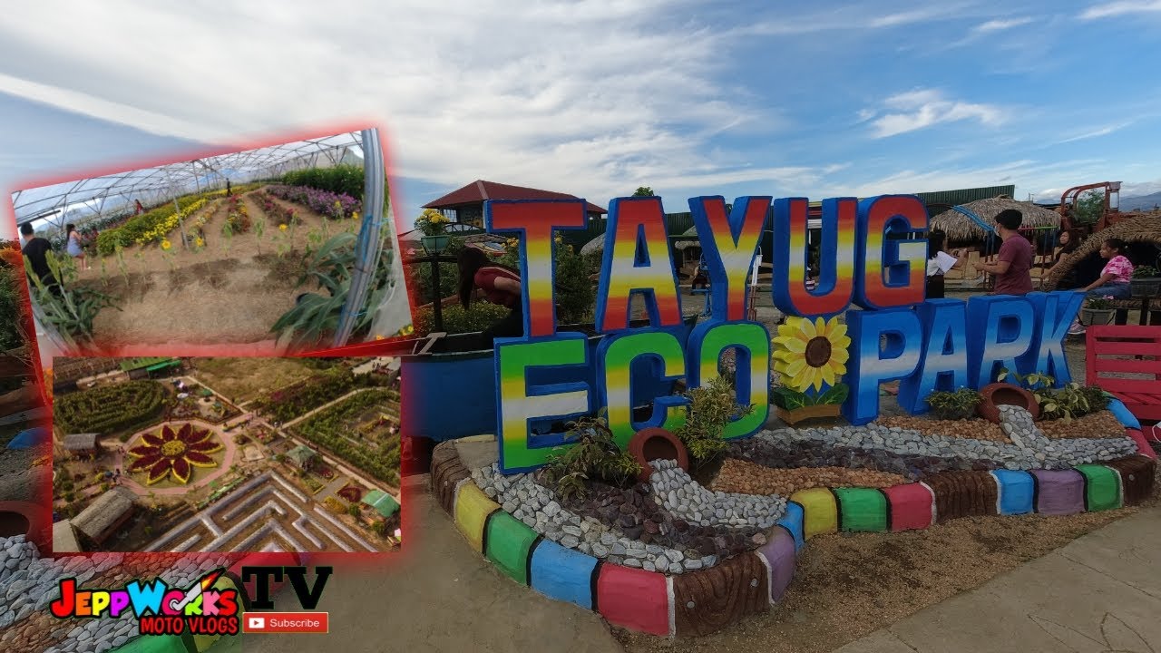 Sunflower Maze Farm Pangasinan at Darcy Sunderland blog