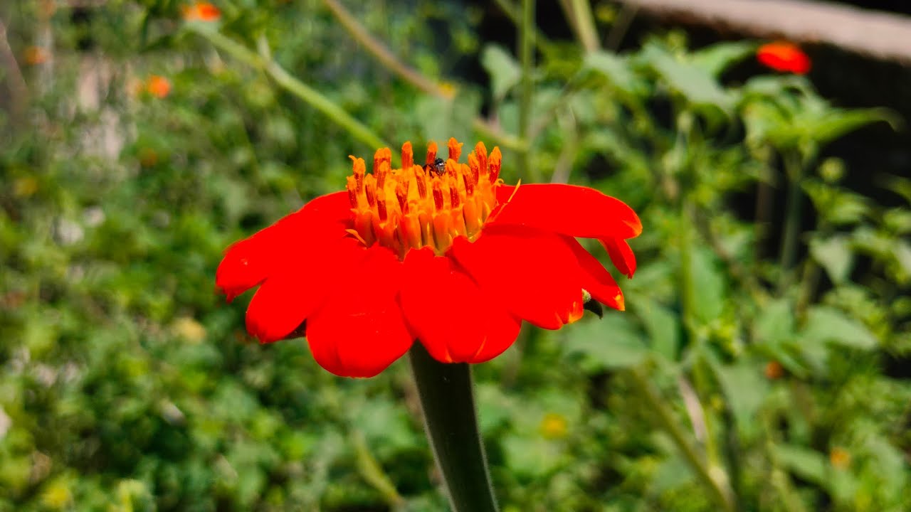 Tithonia flowers | Red sunflower 🌻 | Mexican sunflower - YouTube
