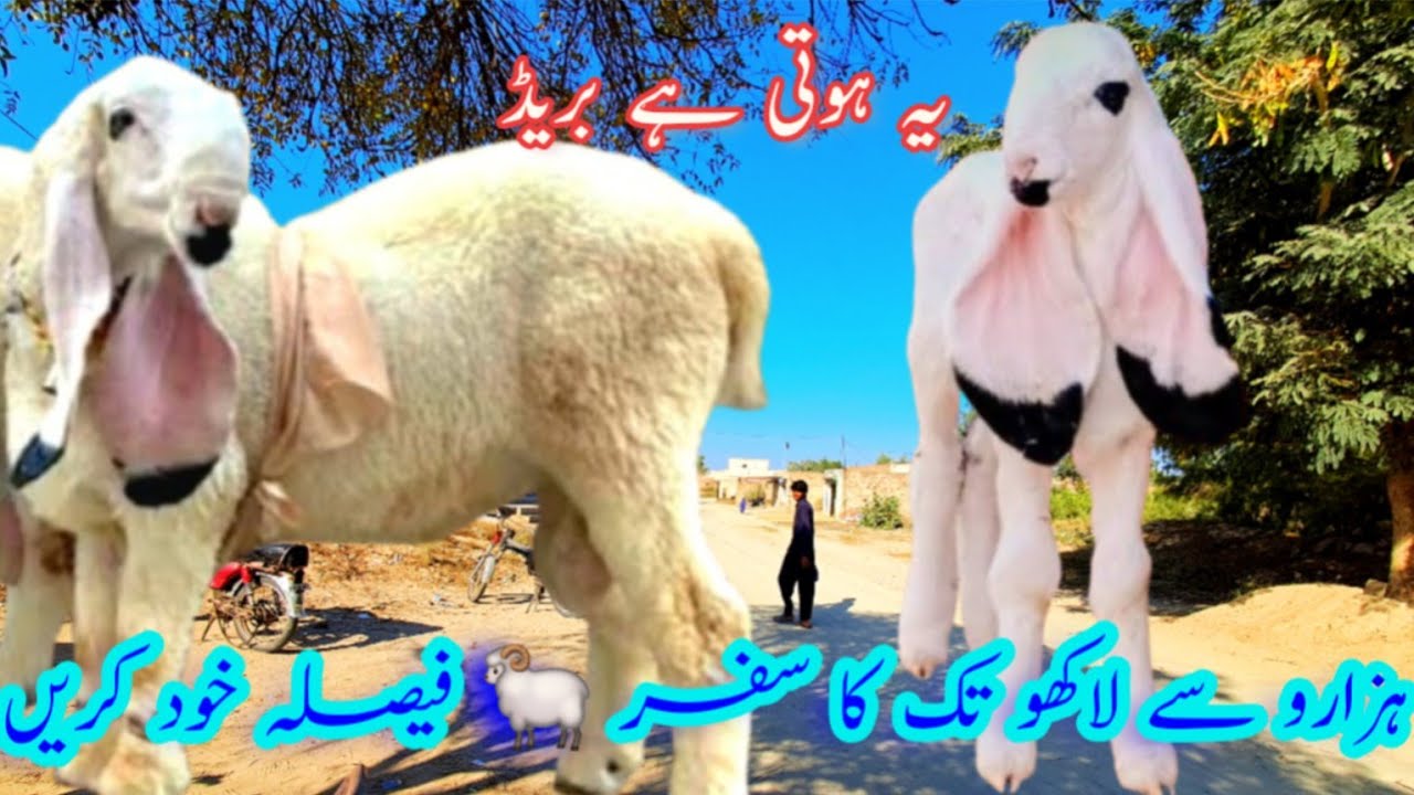 How To Start kajle sheep Farming Buisness In Low Investment buisness ...