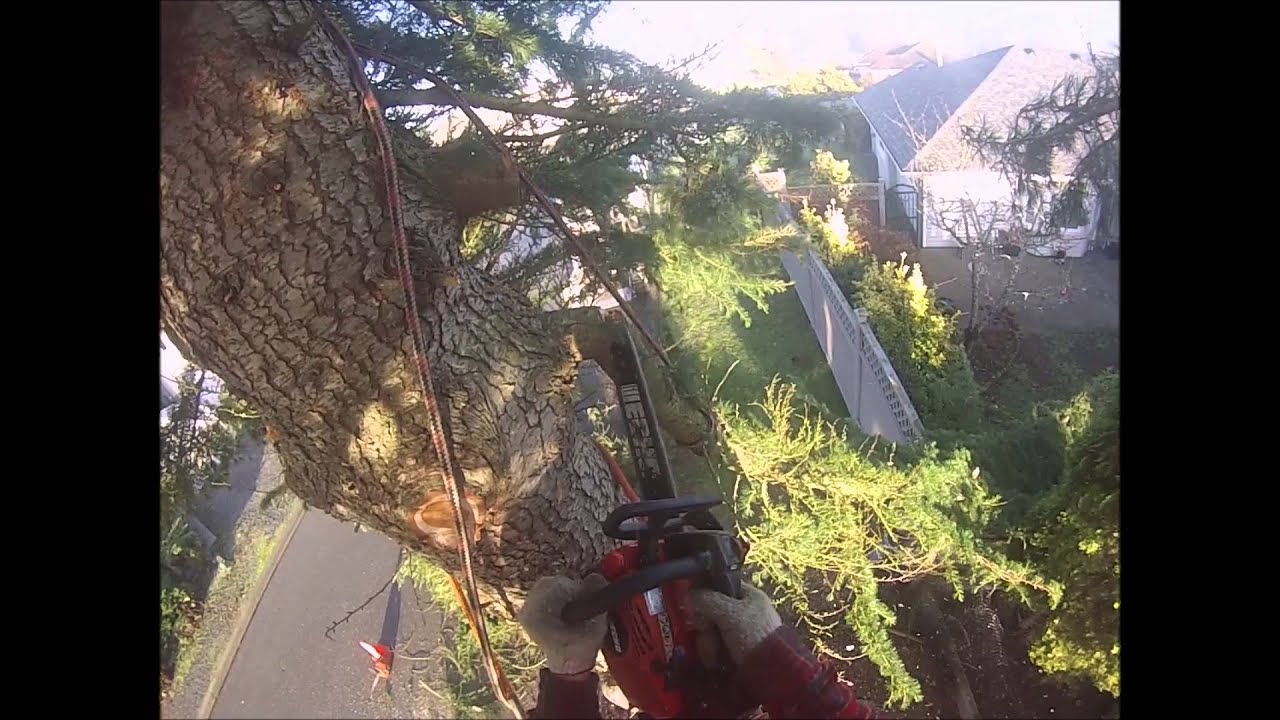 Cedar tree removal on a beautiful day! - YouTube