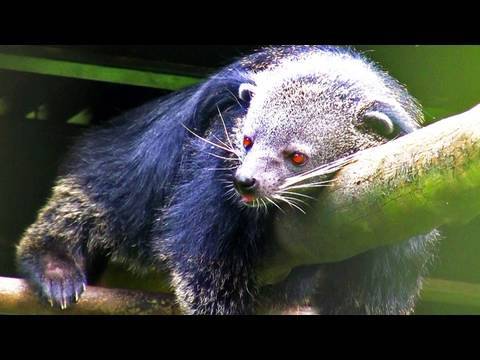 Farting Animals 2