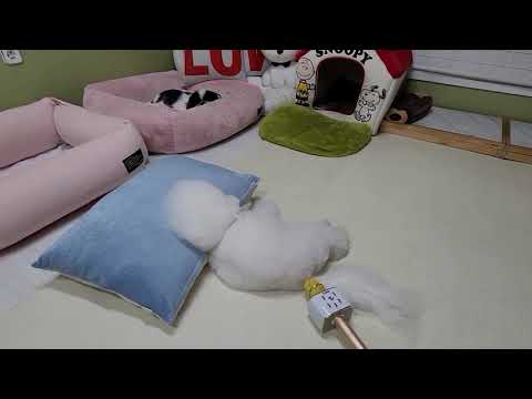 dog fart on microphone