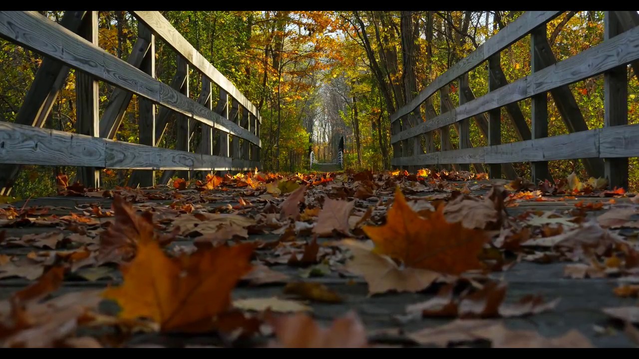 ProCam Motion Fall Season Video Camera Dolly - YouTube