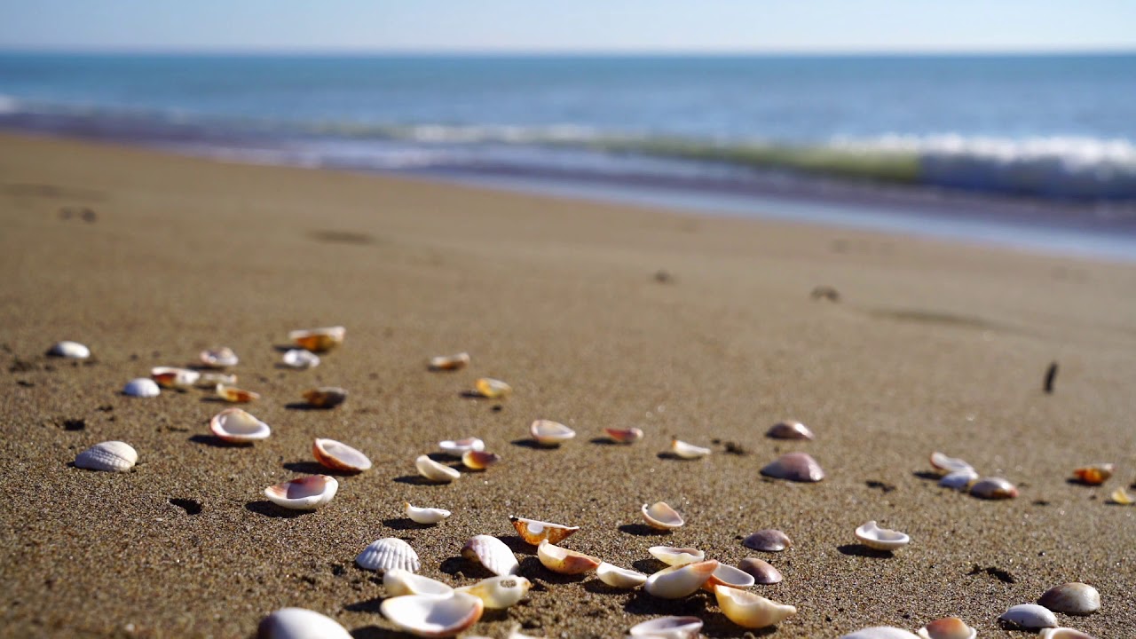 PEARLY SHELLS - YouTube