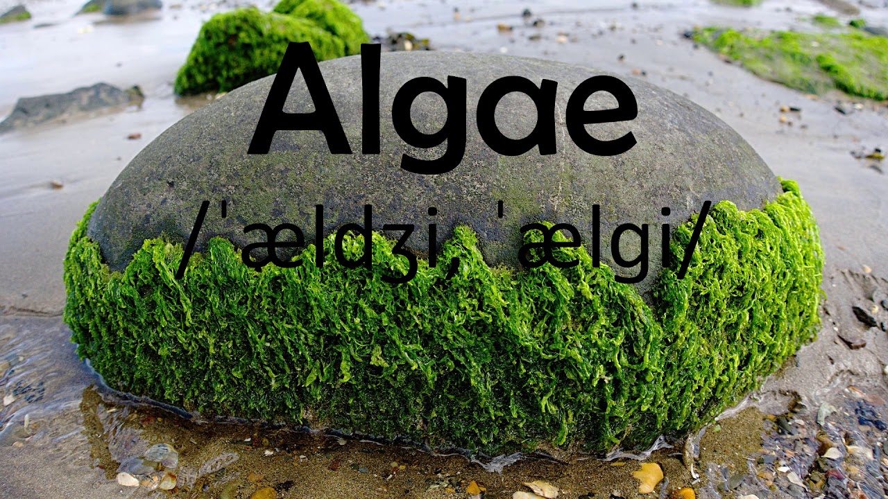 Algae Pronunciation - YouTube