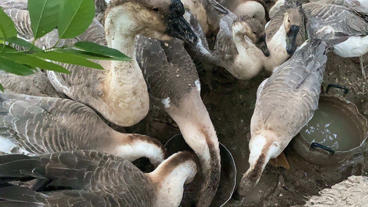 Funny Goose Chasing Babies Compilation | Thik - YouTube