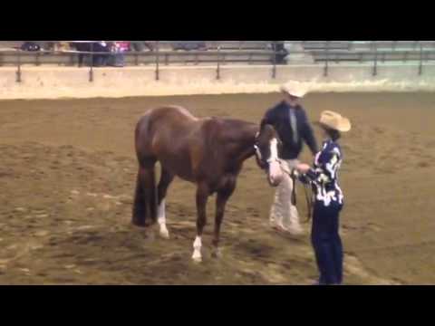 Showmanship (quarter horse congress) (famous n foolish) - YouTube