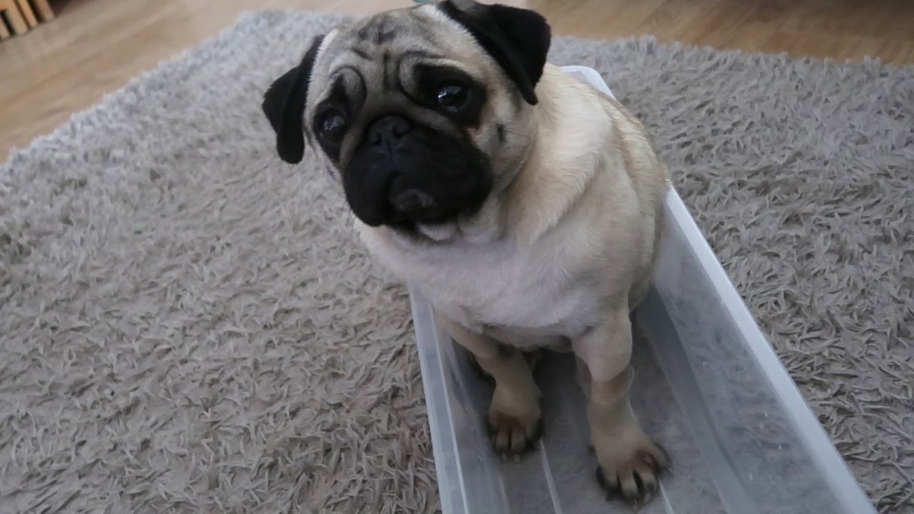 The Pug Foot Spa - YouTube