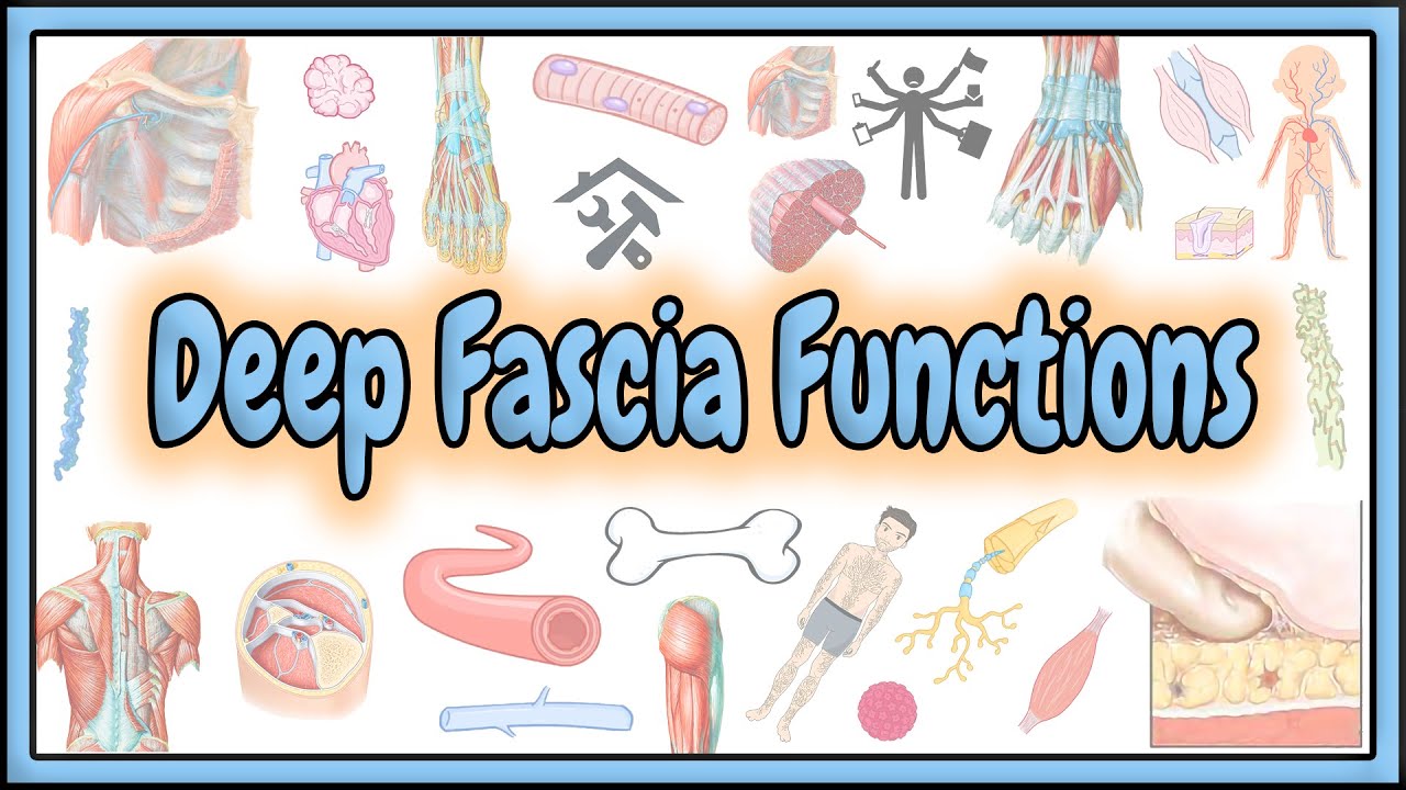 61. Deep Fascia Functions - YouTube