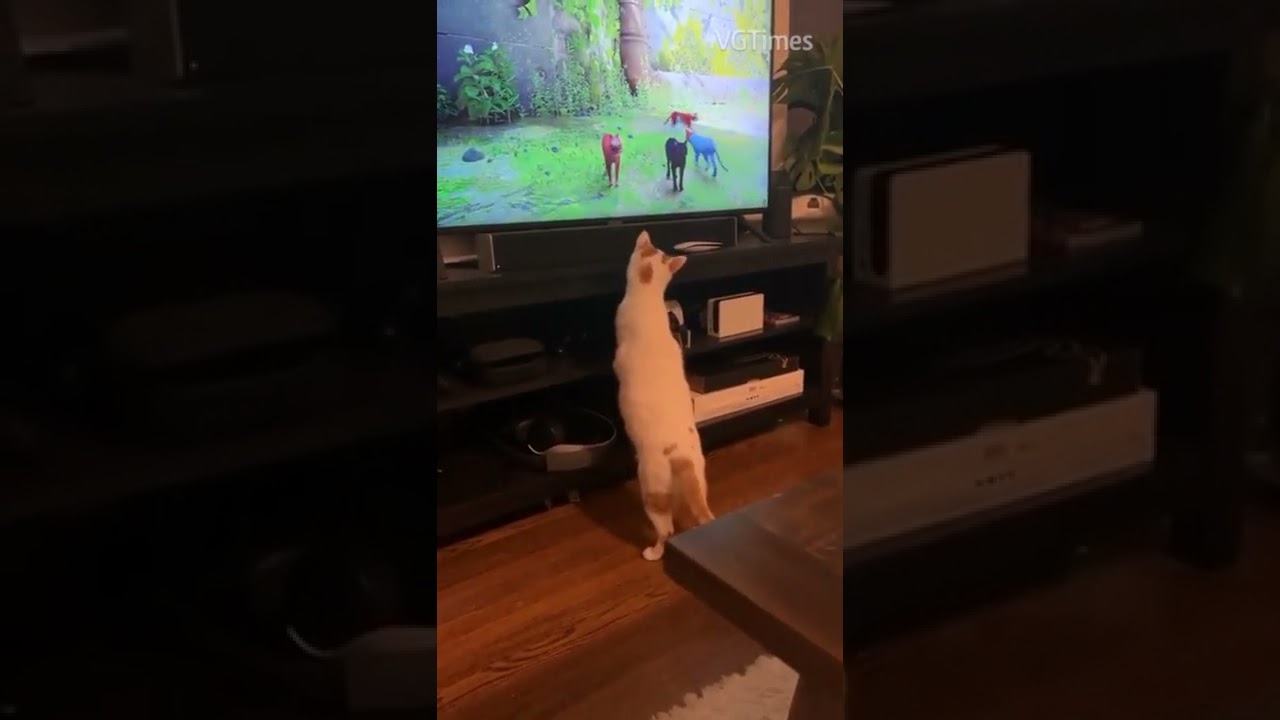 Stray Game(PS4,PS5,STEAM) cats reaction 😻 - YouTube