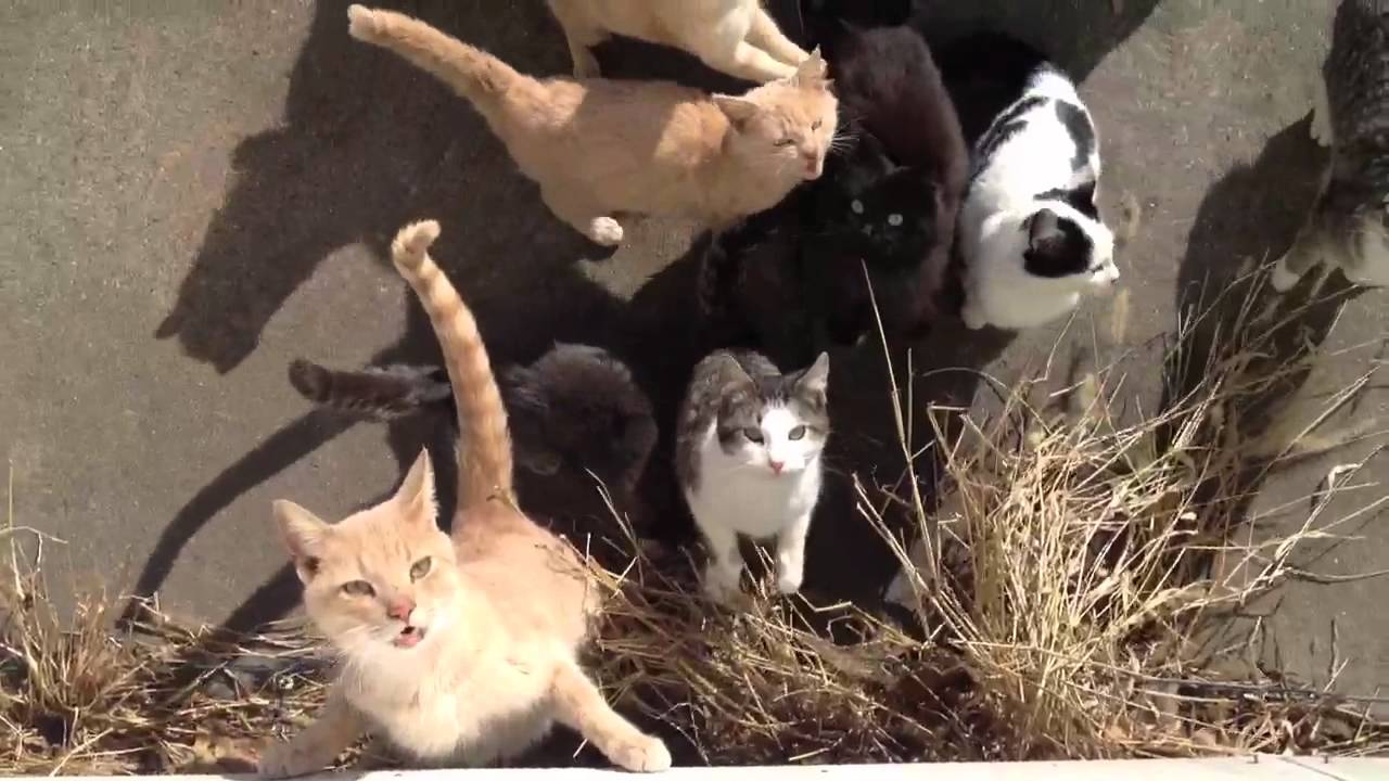 Cat Chorus - YouTube