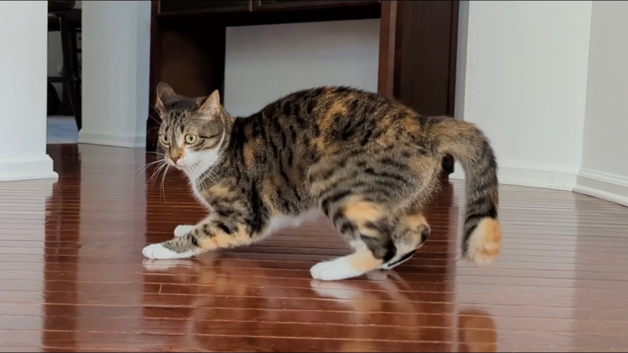 Scaredy Cats - a compilation - YouTube