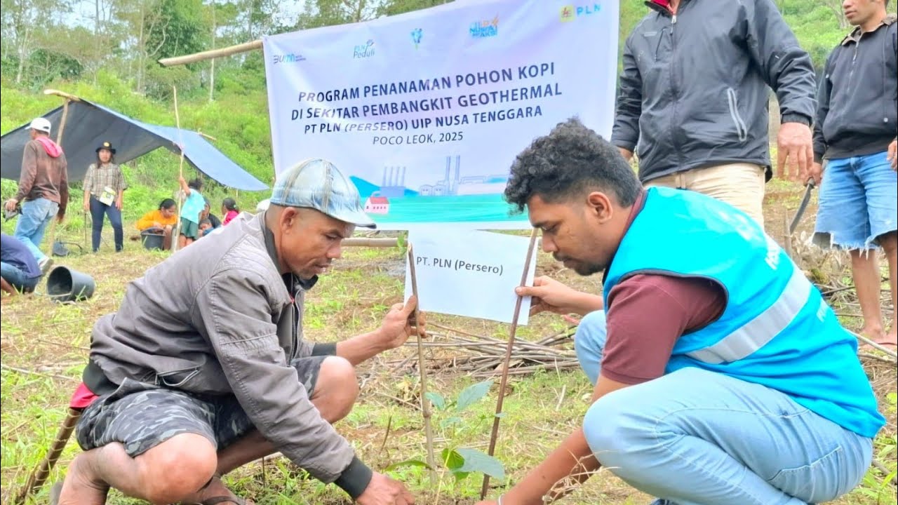 Antusias Petani Poco Leok, PT. PLN Kembangkan Budidaya Kopi Sekitar ...