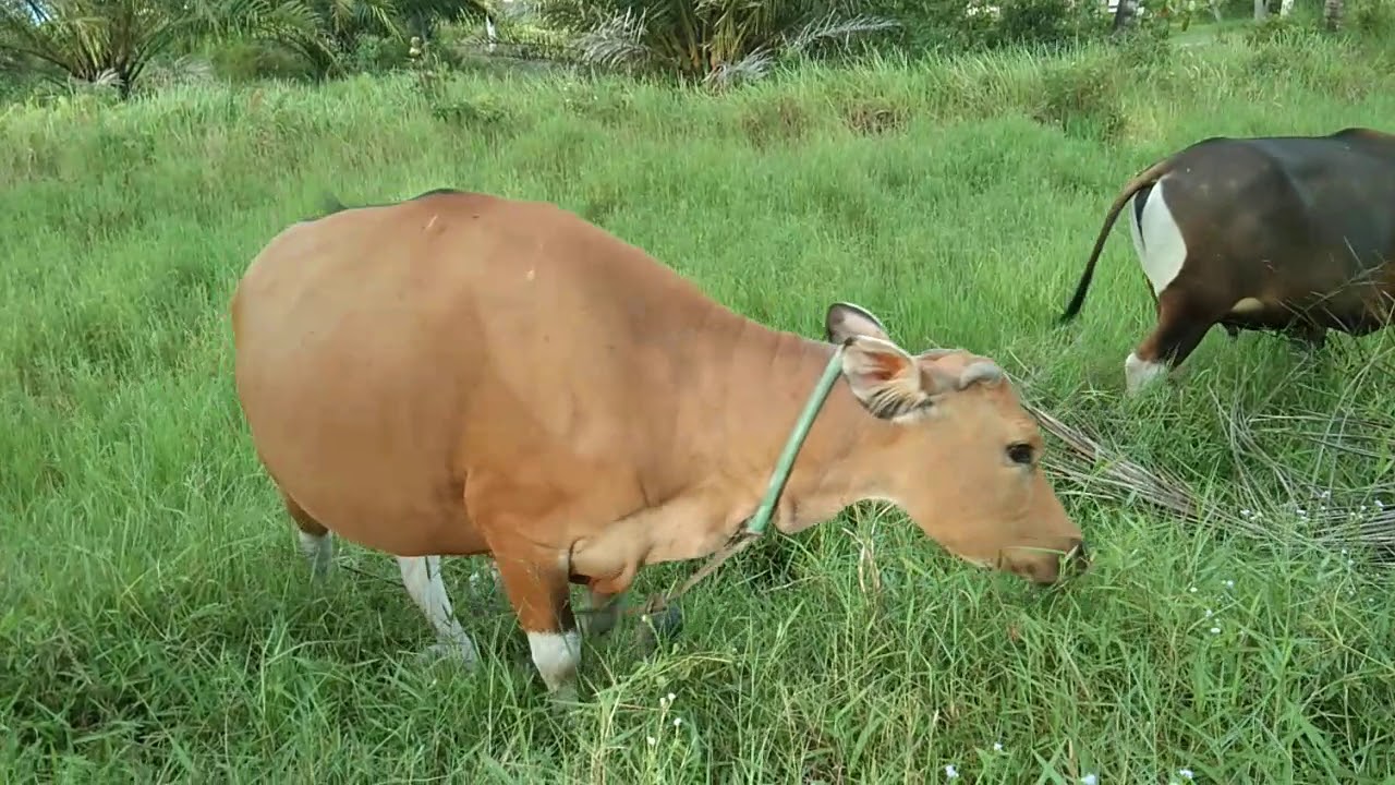 pelihara sapi tanpa harus cari rumput,rumput melimpah #sapi#bali - YouTube