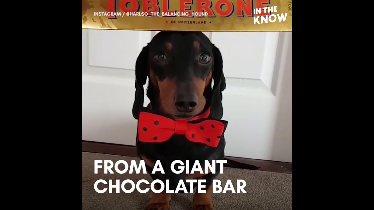 You need Harlso the Balancing Hound in your life - YouTube