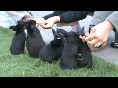 Wild Baby Rabbits - YouTube