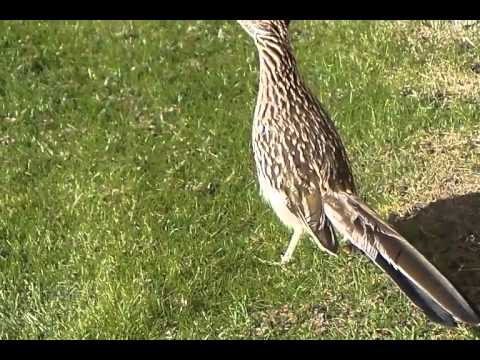Road Runner in Palm Desert, CA - YouTube
