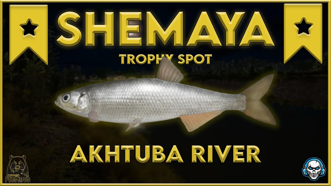 SHEMAYA TROPHY SPOT! AKHTUBA RIVER - Russian Fishing 4 #rf4 - YouTube