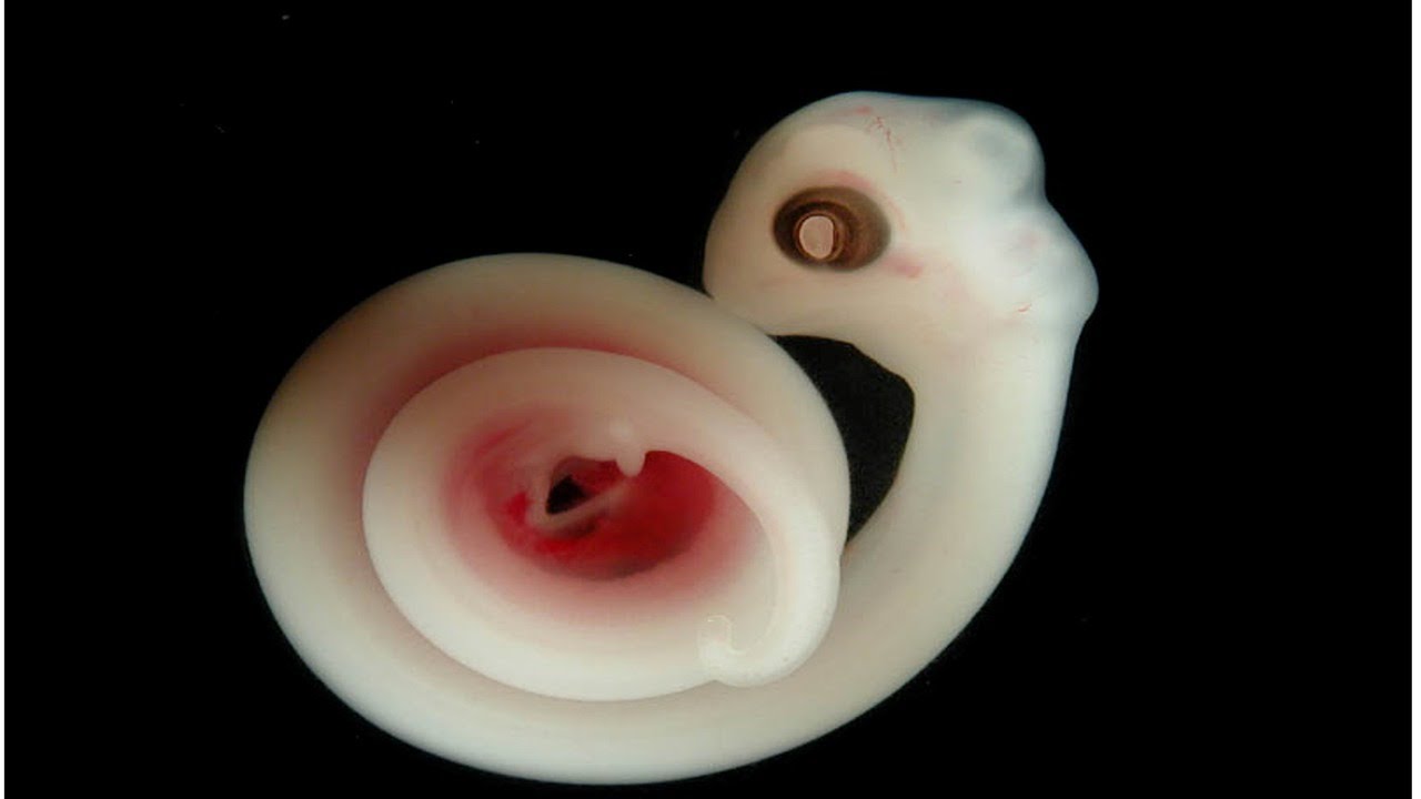 Evolution (Part I) - Before Darwin - YouTube