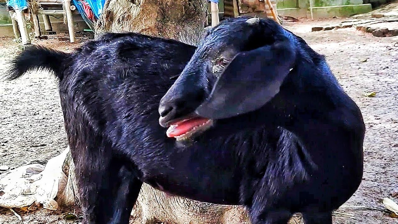Goat baby sound 2022 | Best goat sound baa baa sounds for kids 2022 ...