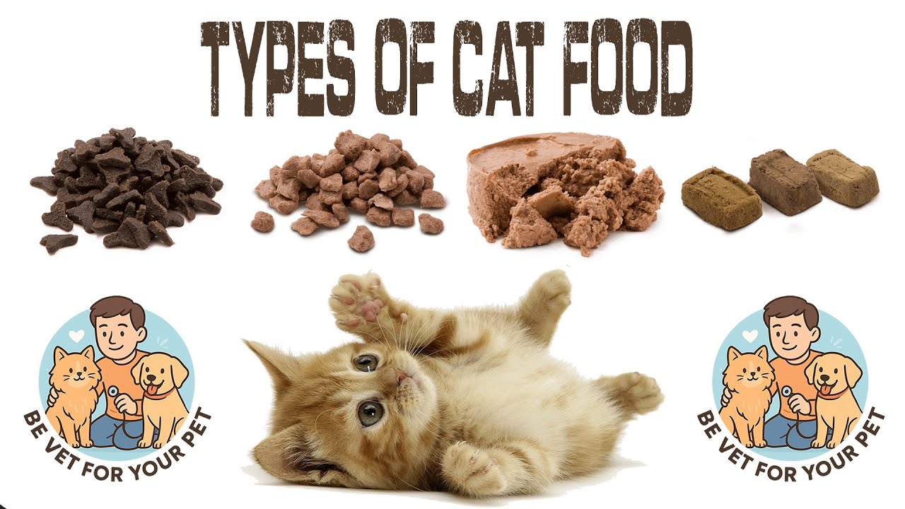 Types of cat food - YouTube