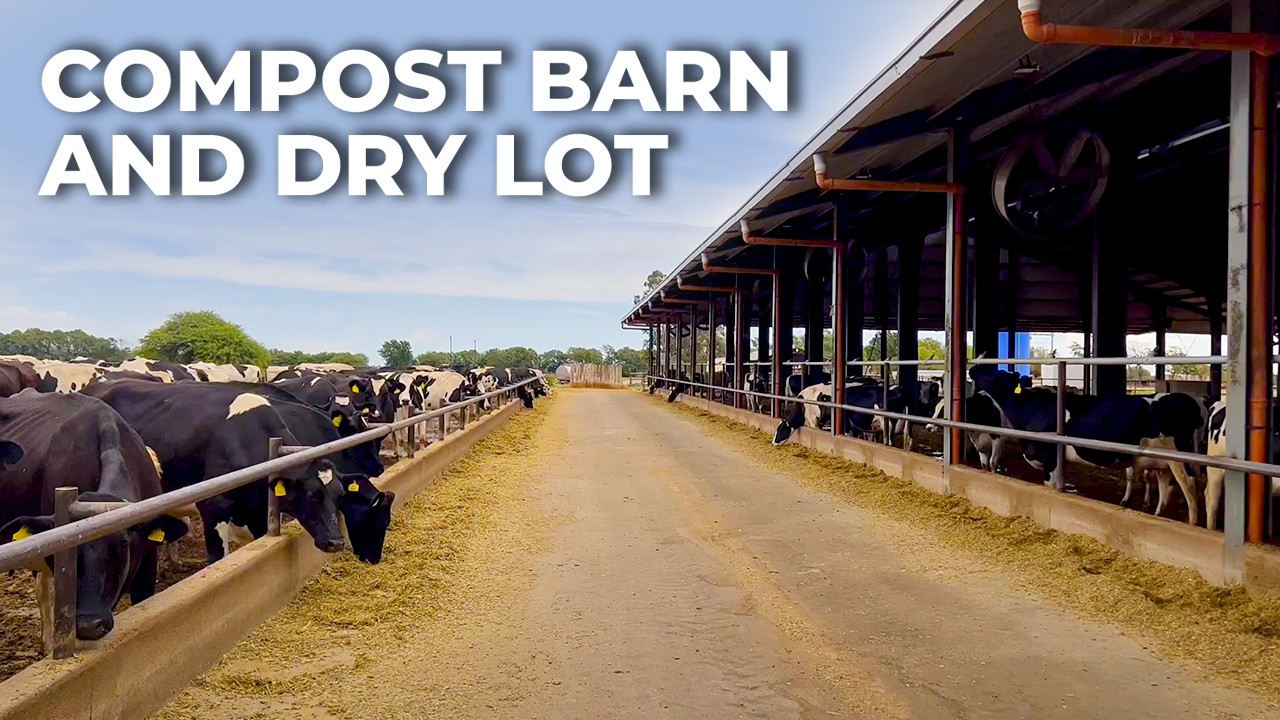 450 COWS IN DRY LOT AND COMPOST BARN SYSTEMS - ARGENTINA 🇦🇷 - YouTube