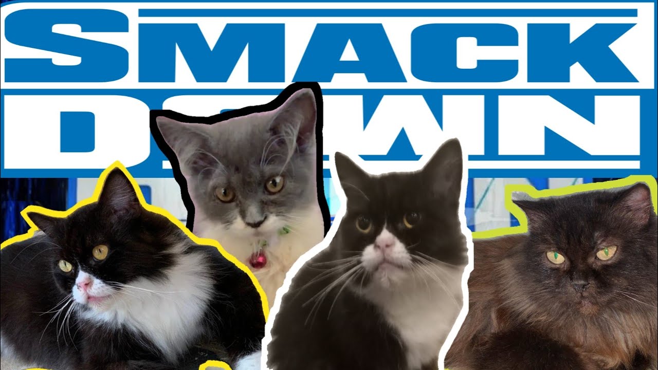 cat playing smackdown 😺 kucing main smackdown - YouTube