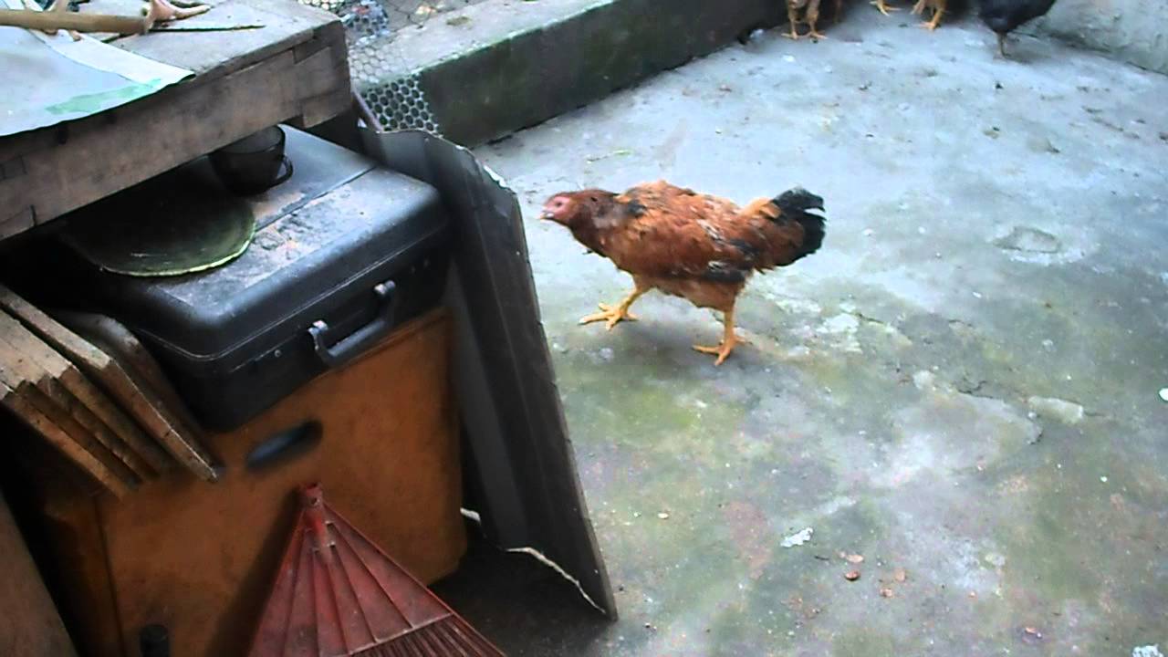 Galinha mutante - YouTube