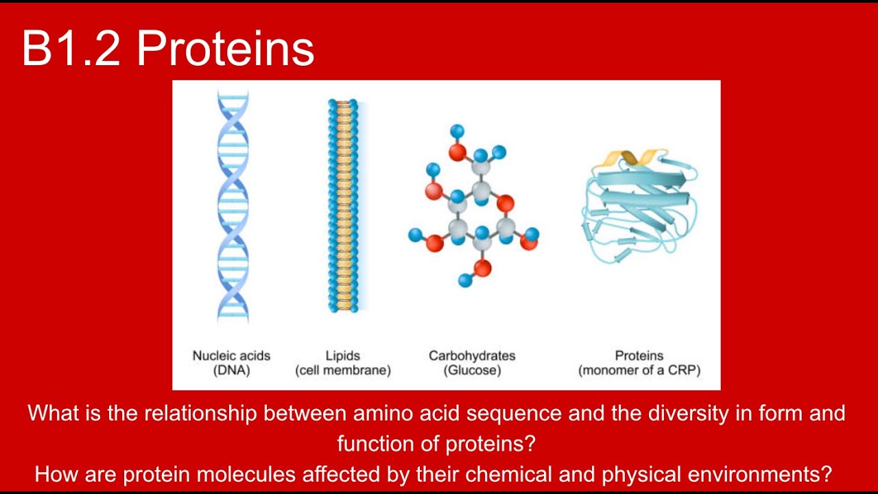 B1.2 Proteins - IB Biology New Curriculum 2025 - YouTube