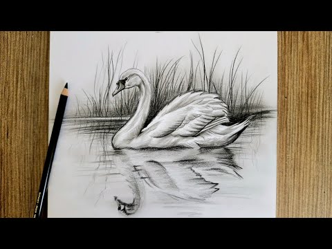 Gerçekçi Kuğu Çizimi / Adım Adım Karakalem Çizim