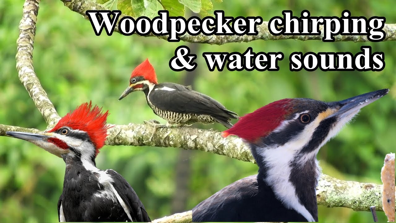 bird and water sound - waterfall and bird sounds - YouTube