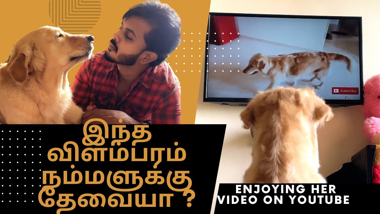 Reggie enjoying her video on YouTube || Reggie || Golden Retriever ...