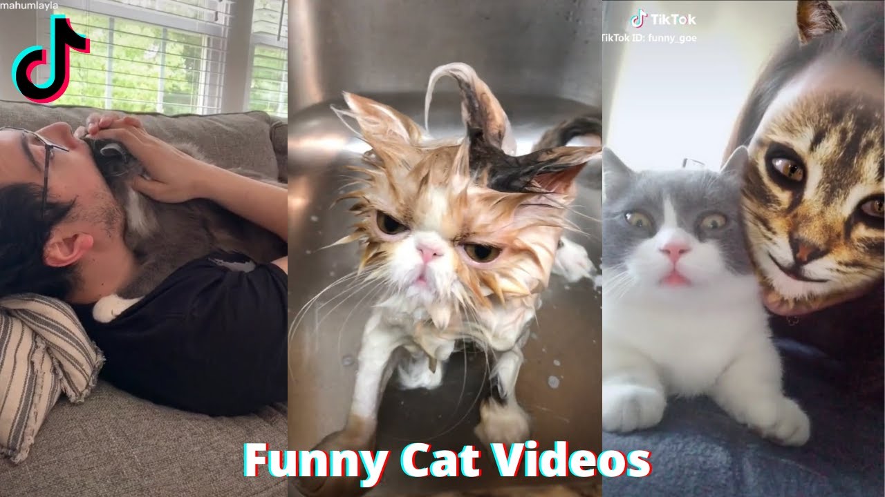 Funny Cats of Tiktok with Chaotic Energy 😂 - YouTube