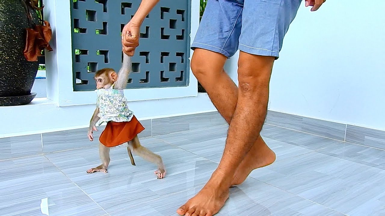 So adorable baby monkey Julie walks with dad like real girl. - YouTube