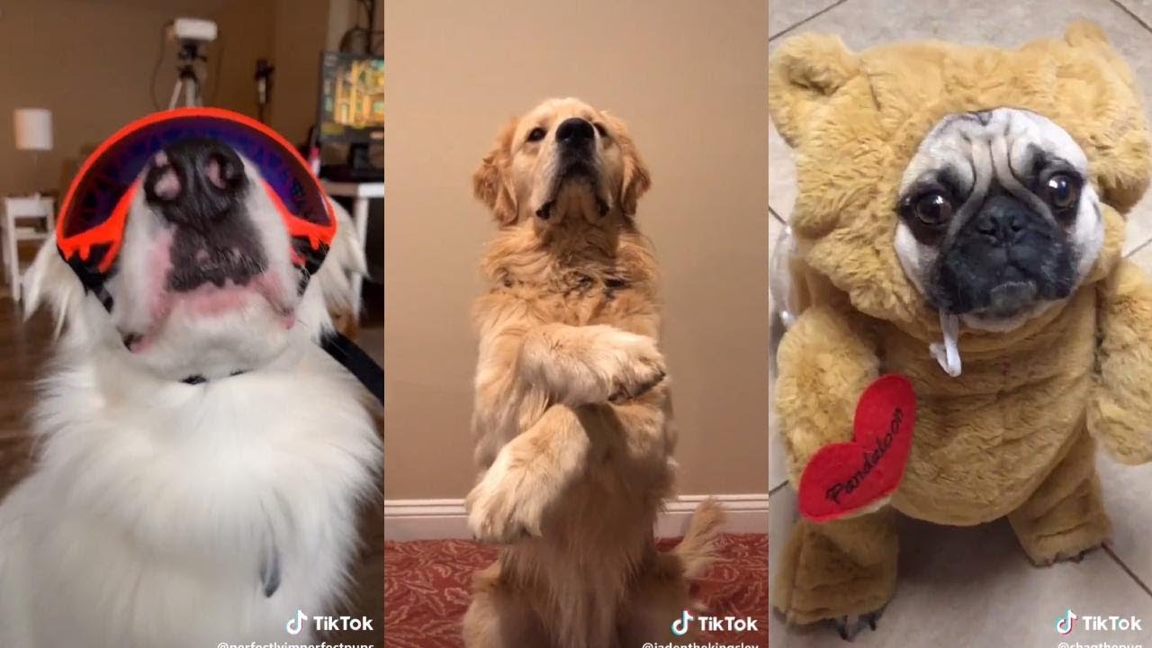 [ The Best ] Funny Dogs Videos Compilation cute moment - Cute Dogs Part ...