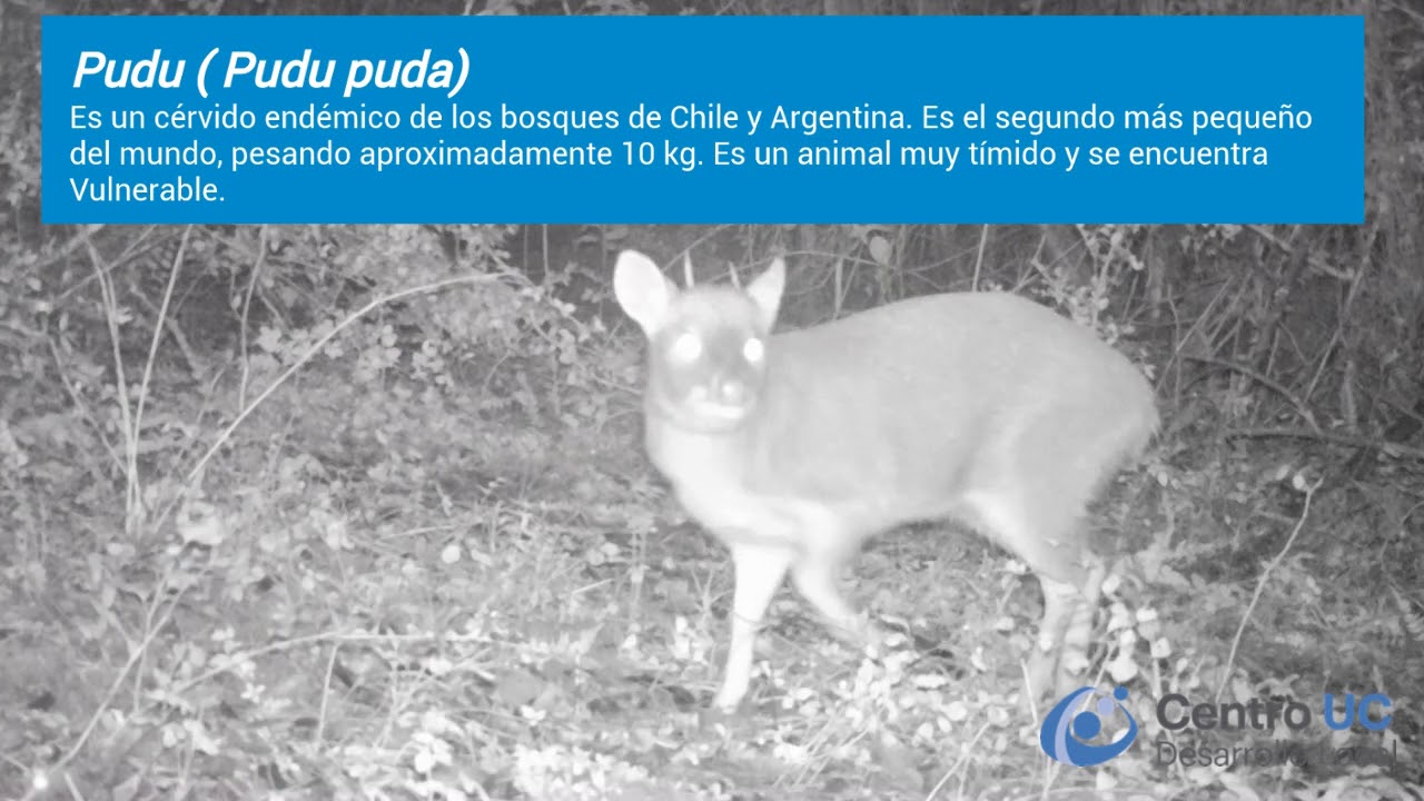 Pudú, Pudu puda, Pucón Chile. - YouTube